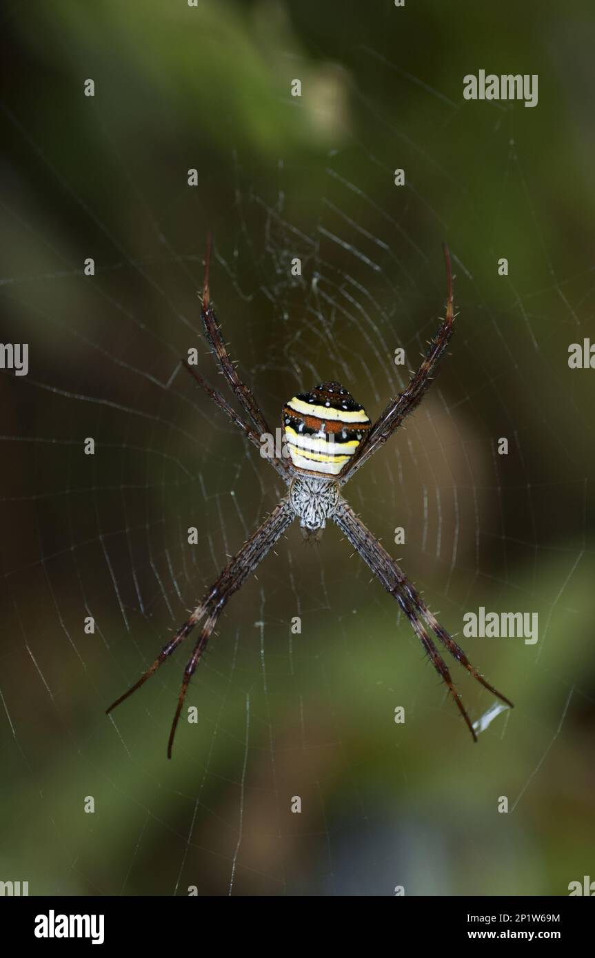 Multicoloured St. Andrew's Cross Spider (Argiope versicolor) adult ...
