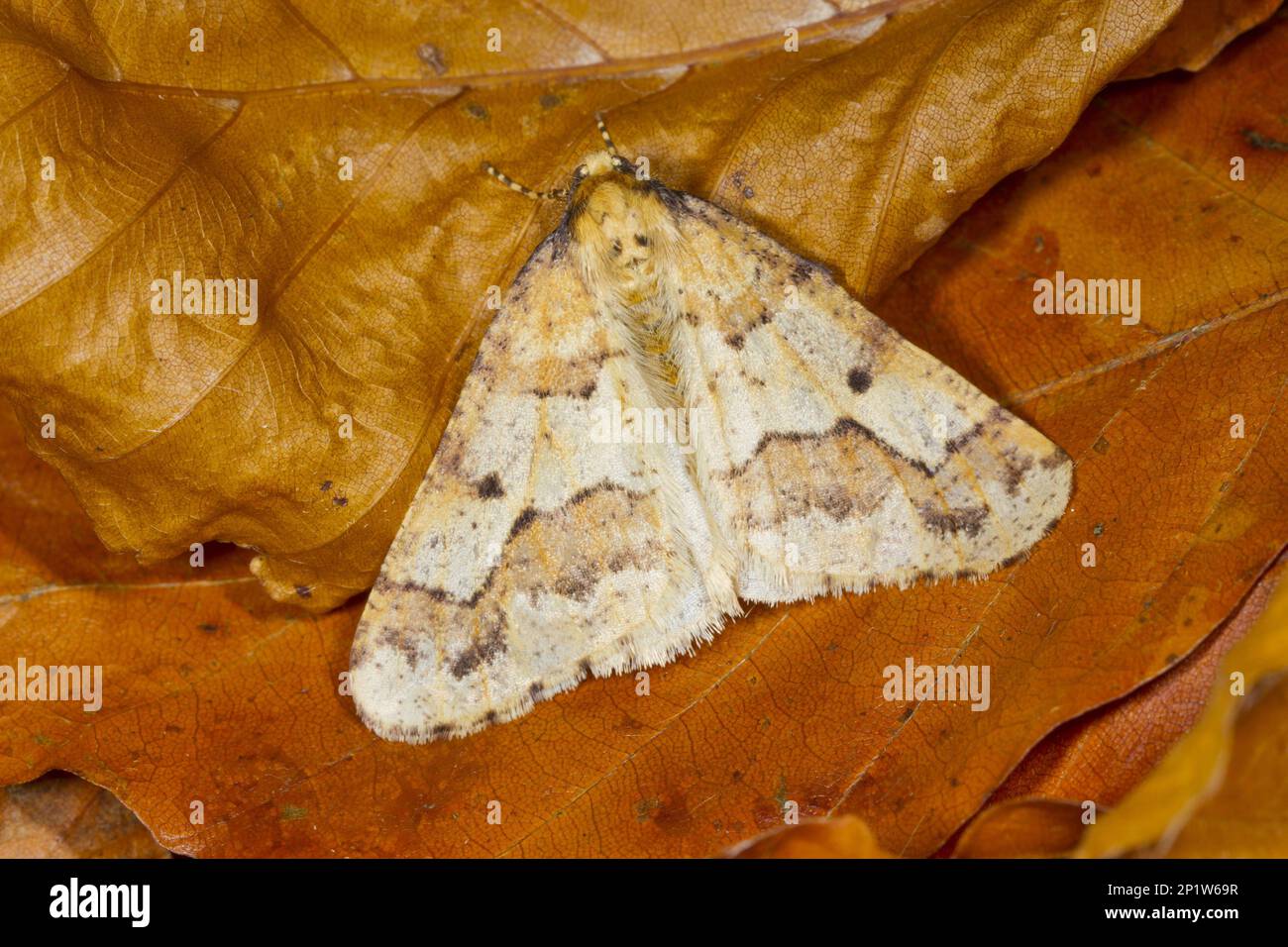 Mottled umber (Erannis defoliaria), Large Frost Moth, Insects, Moths ...
