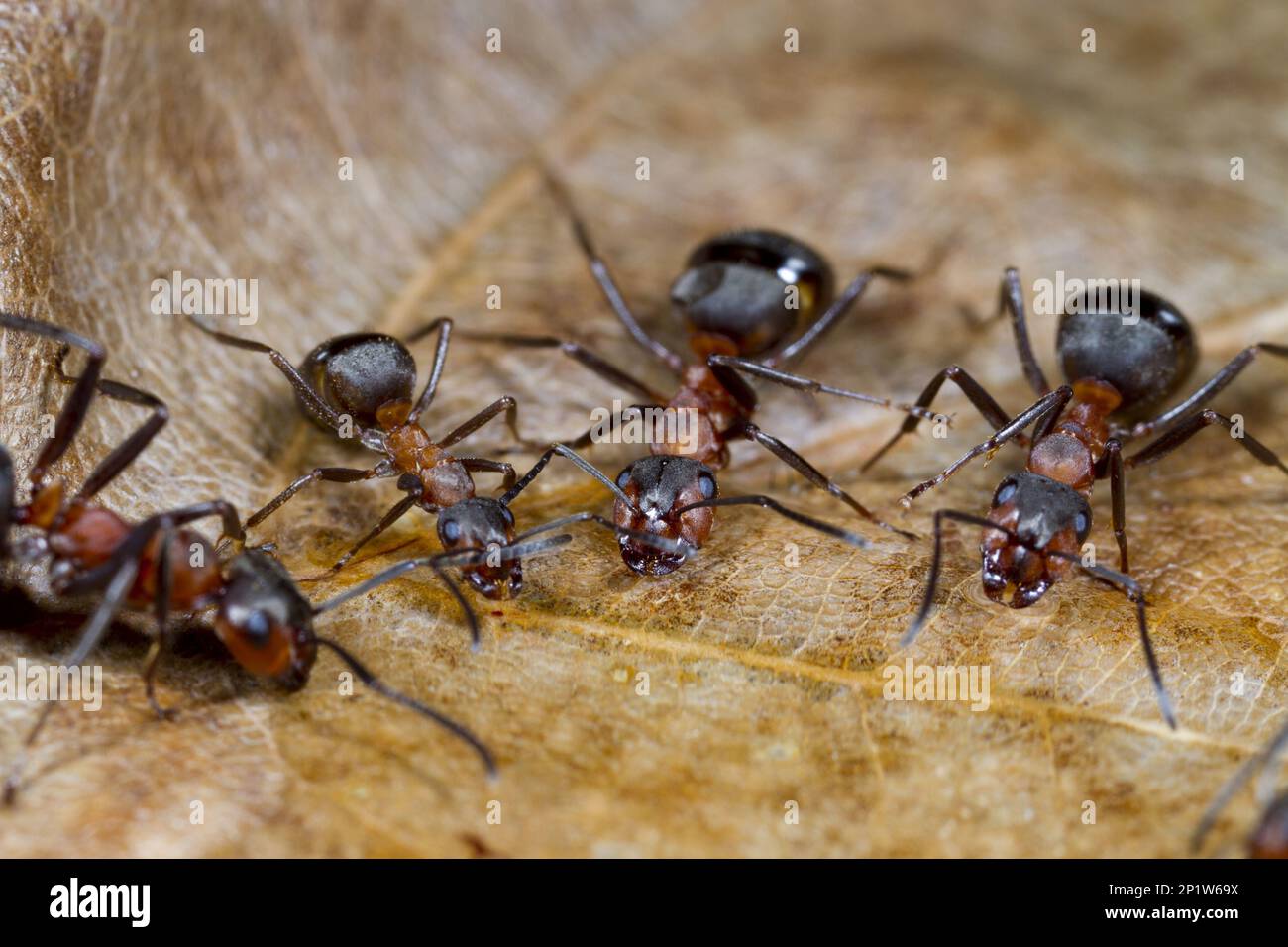 Southern Wood Ant (Formica rufa) four adult workers, feeding at sugar ...