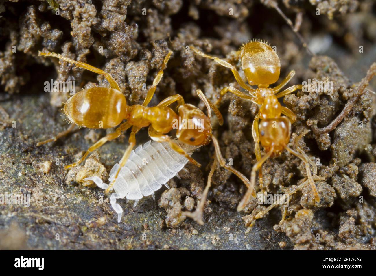 Ant Woodlouse (Platyarthrus hoffmannseggi) adult, with Yellow Meadow Ant (Lasius flavus) adult ...