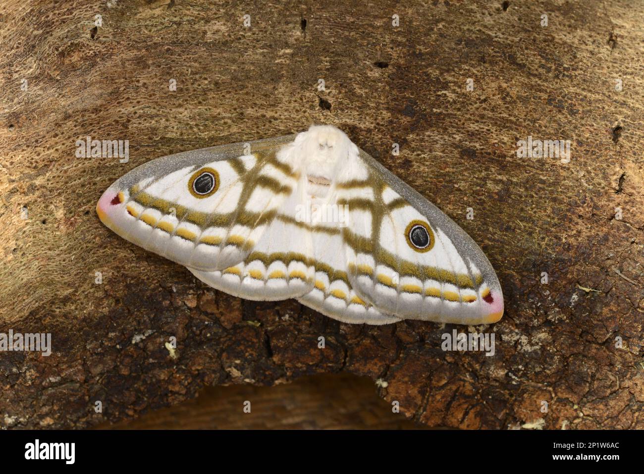 Marbled Emperor (Heniocha dyops) adult female, resting on tree trunk ...