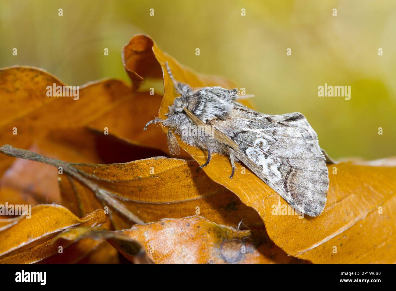 Bluehead, figures of eight (Diloba caeruleocephala), Spectacled bird ...