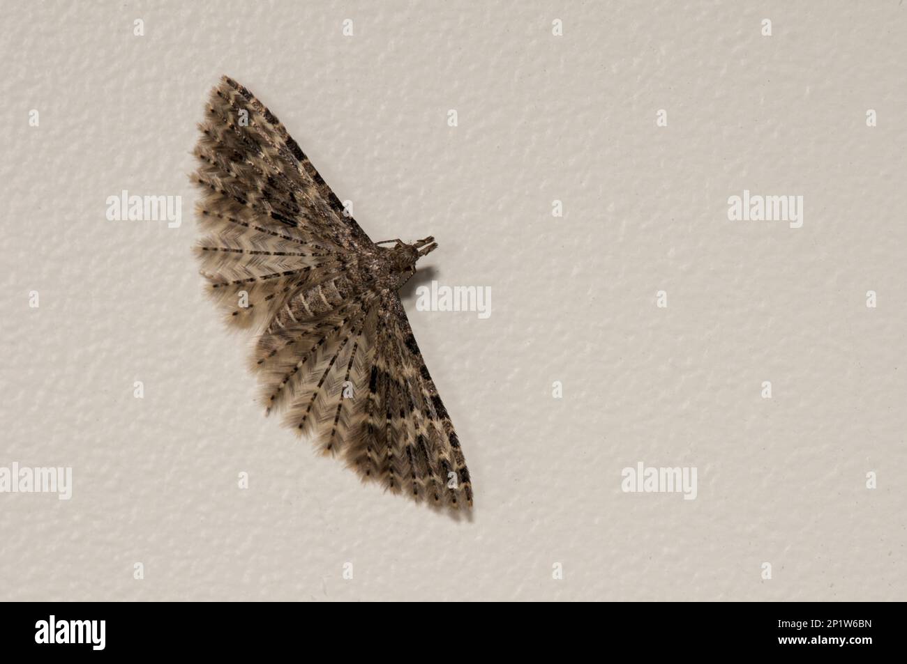 Twenty-plume Moth (Alucita hexadactyla) adult, resting on wall in house ...