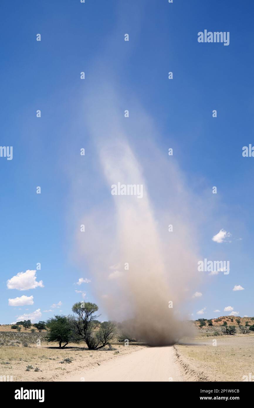 Dust devil cyclone crosses sand road in semi-desert, Kalahari Gemsbok N ...
