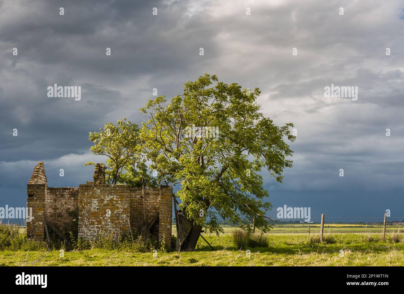 Ruins and tree on coastal grazing marsh habitat, with distant rain ...