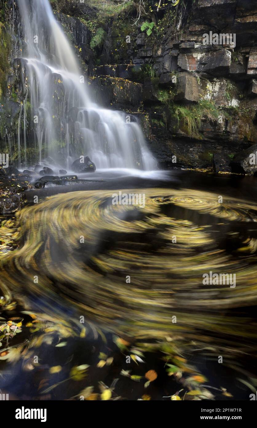 Fallen leaves swirling in plunge pool of waterfall, East Gill Force ...