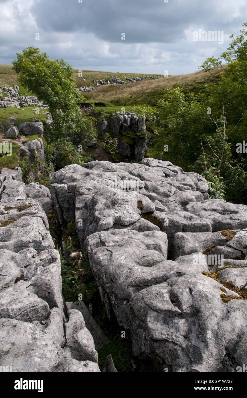 Outcrops of limestone showing typical erosion patterns of grikes and ...