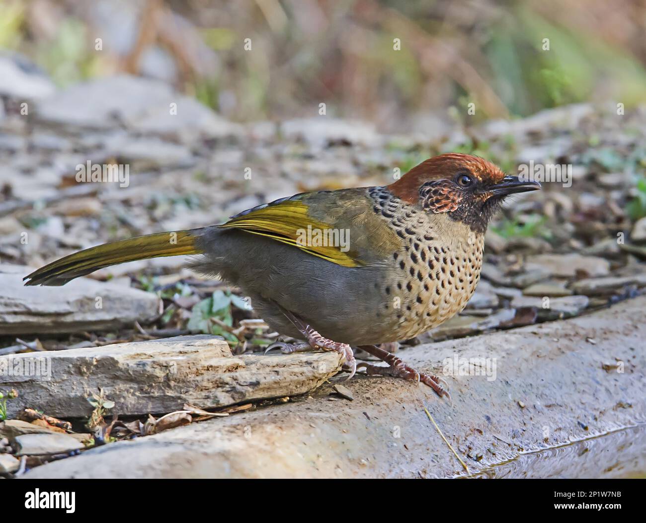 Chestnut crowned laughing thrush hi-res stock photography and images ...
