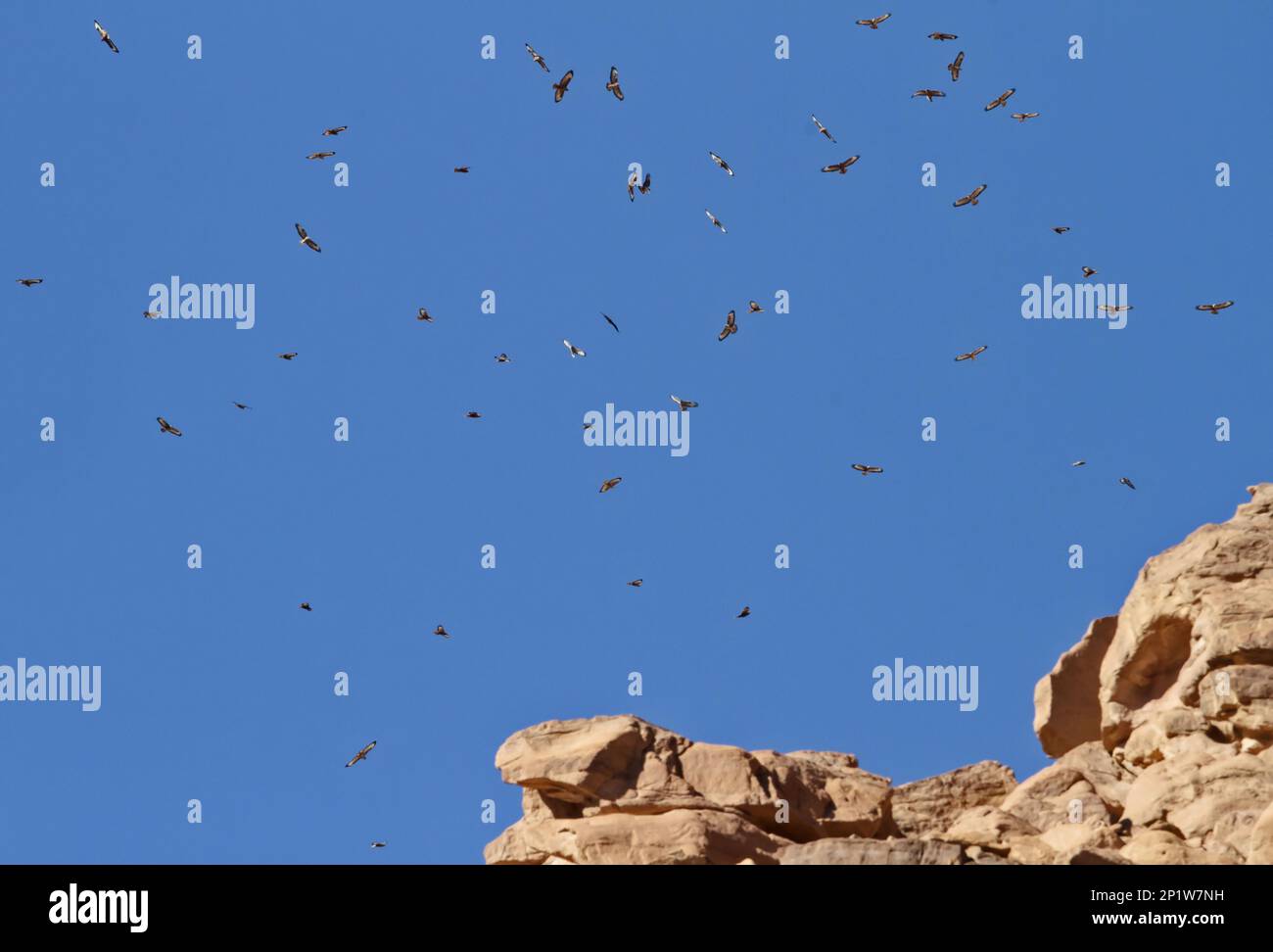 Common buzzard (Buteo buteo vulpinus), flock in flight, migrating over ...