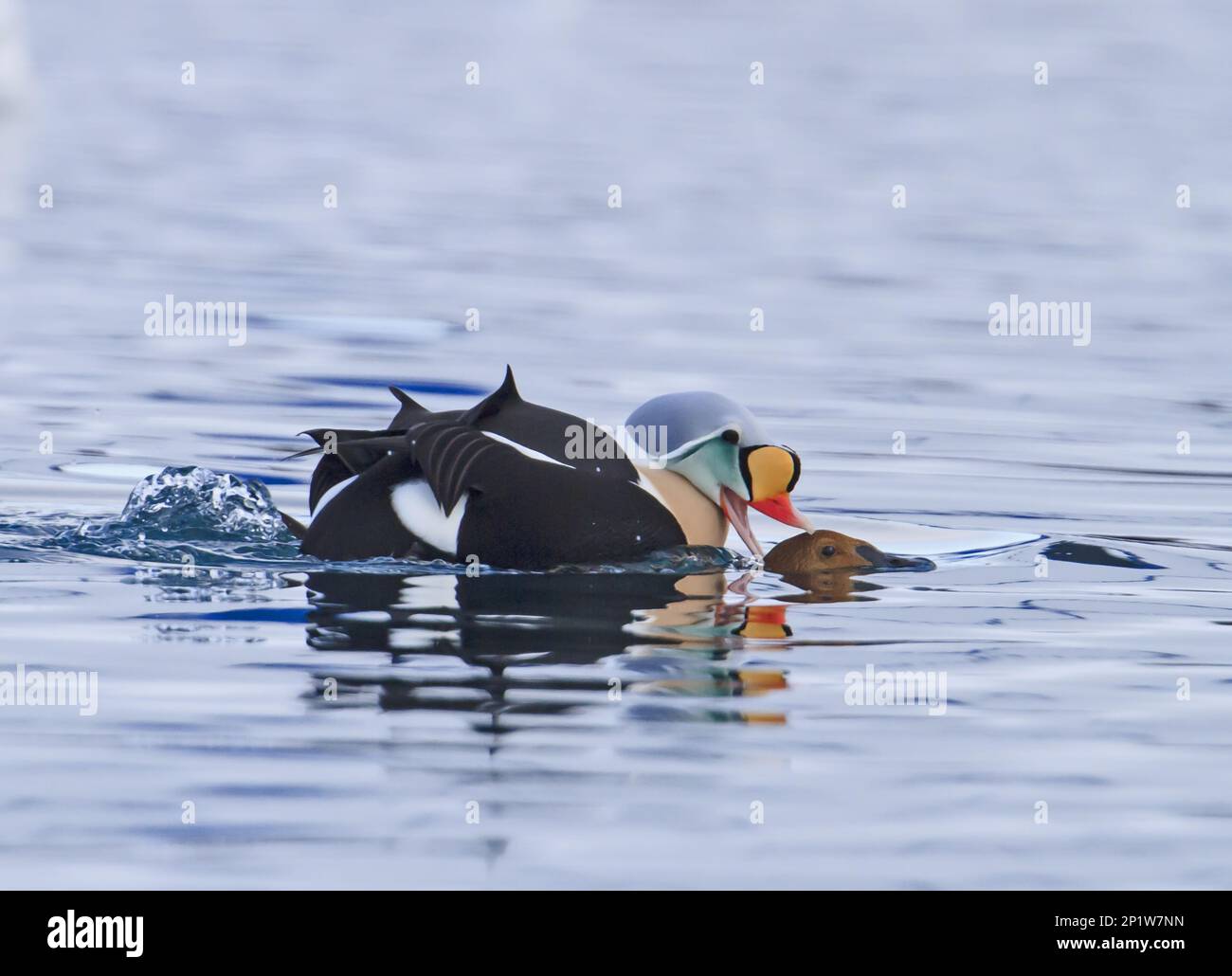 King Eider adult pair, breeding plumage, mating at sea, Northern Norway ...
