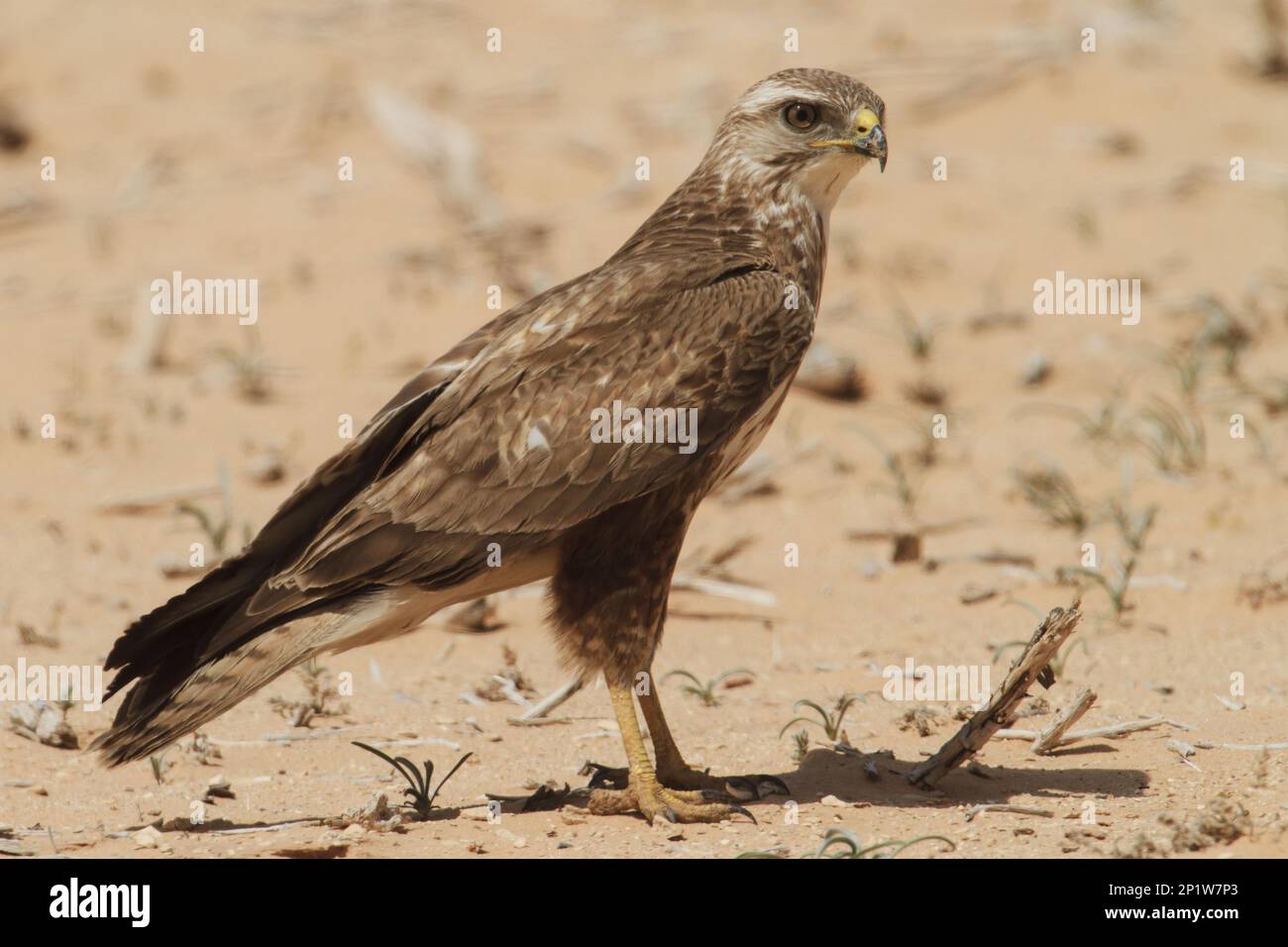 Steppe Buzzard, Steppe Buzzards, Buzzards, Birds of Prey, Animals ...