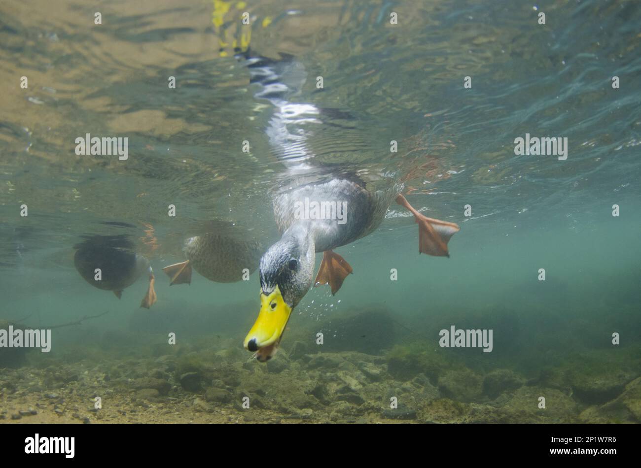 Mallard Duck (Anas platyrhynchos) adult male, feeding underwater, River ...