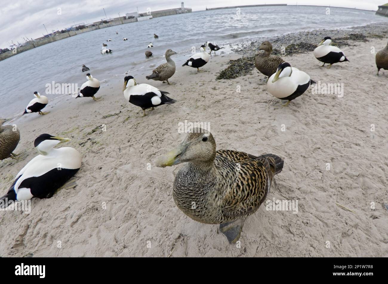 Common Eider (Somateria mollissima) adult males and females, flock at ...