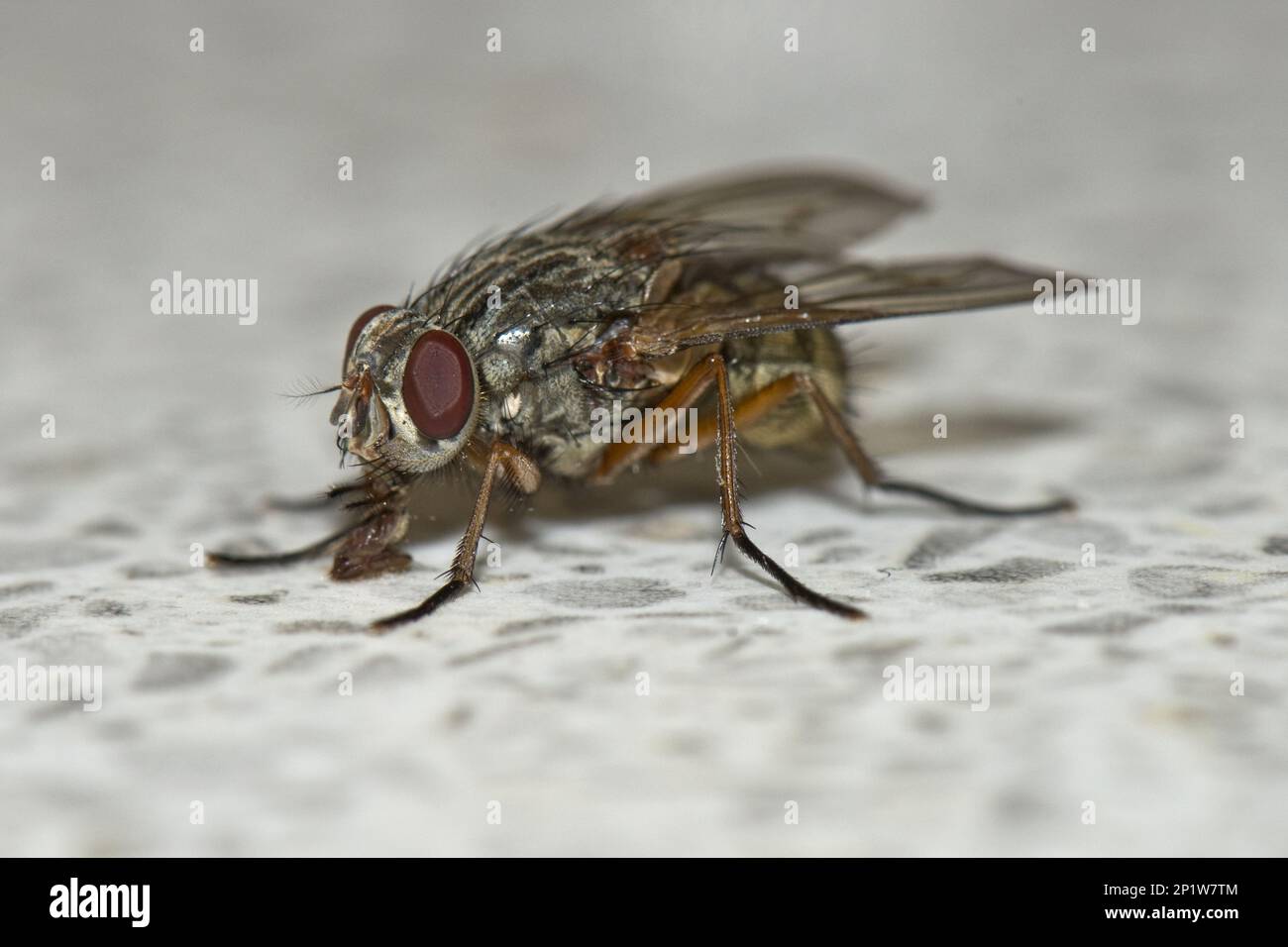 House fly (Muscidae), stable fly, stable flies, Other animals, Insects, Animals, Housefly ...