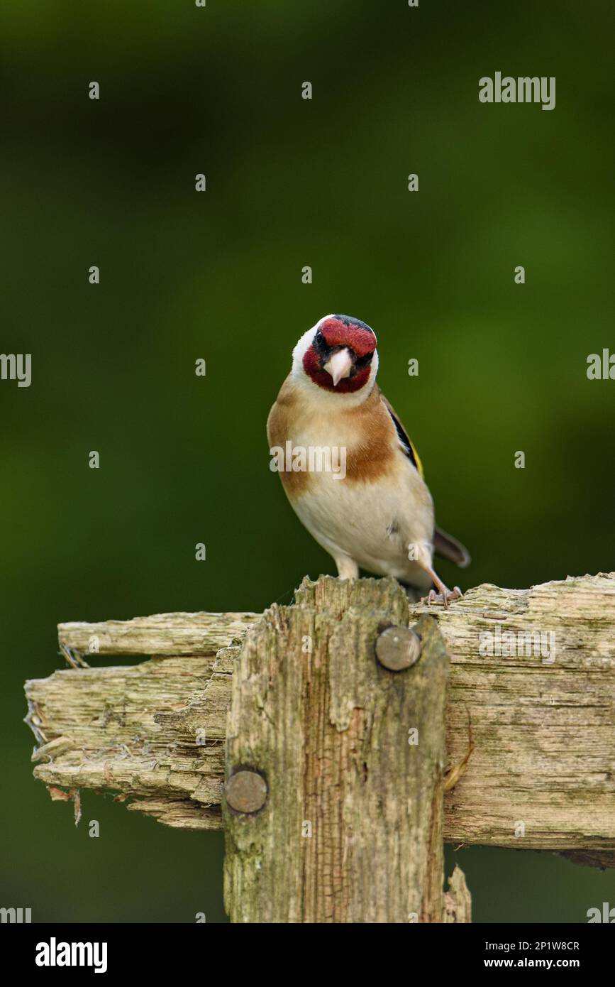 European european goldfinch (Carduelis carduelis) adult, sitting on an ...