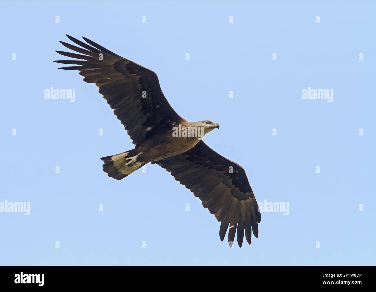 Pallas's fish eagle (Haliaeetus leucoryphus) adult, in flight ...