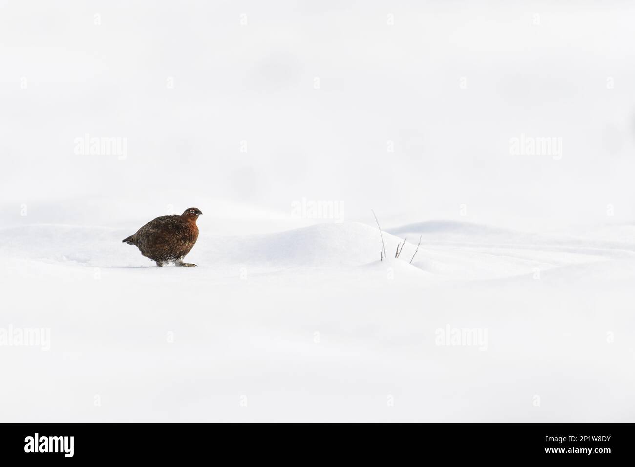 Scottish Grouse, red grouses (Lagopus lagopus scoticus) Ptarmigan ...