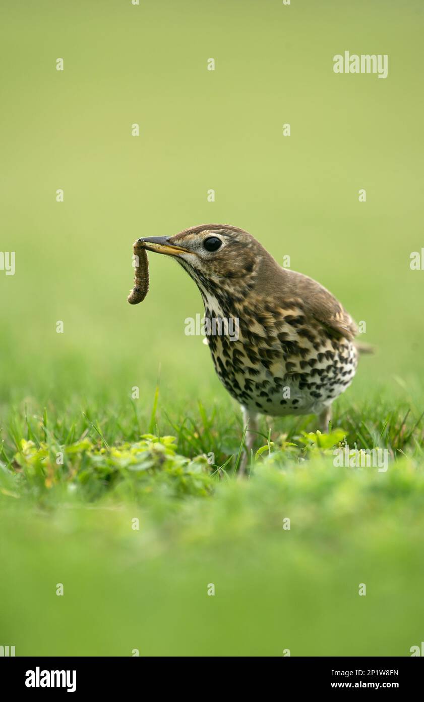Song Thrush (Turdus philomelos) adult, feeding, with caterpillar prey ...