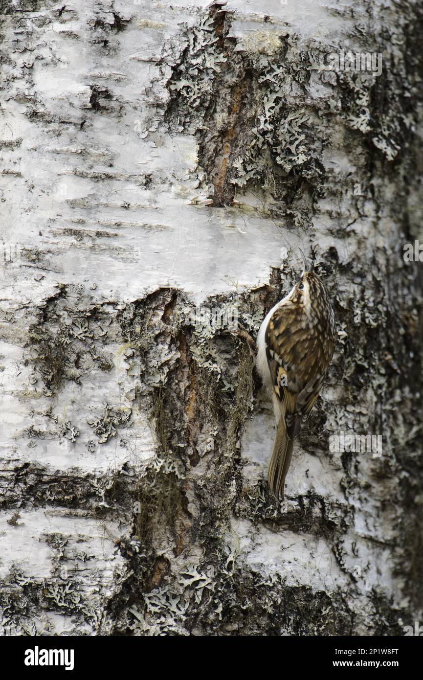 Cairngorms inverness shire hi-res stock photography and images - Alamy