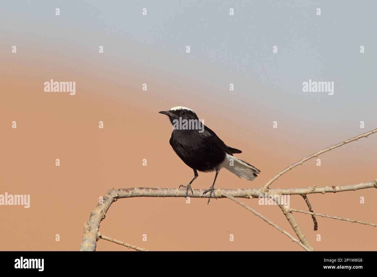 Maghreb wheatear hi-res stock photography and images - Alamy