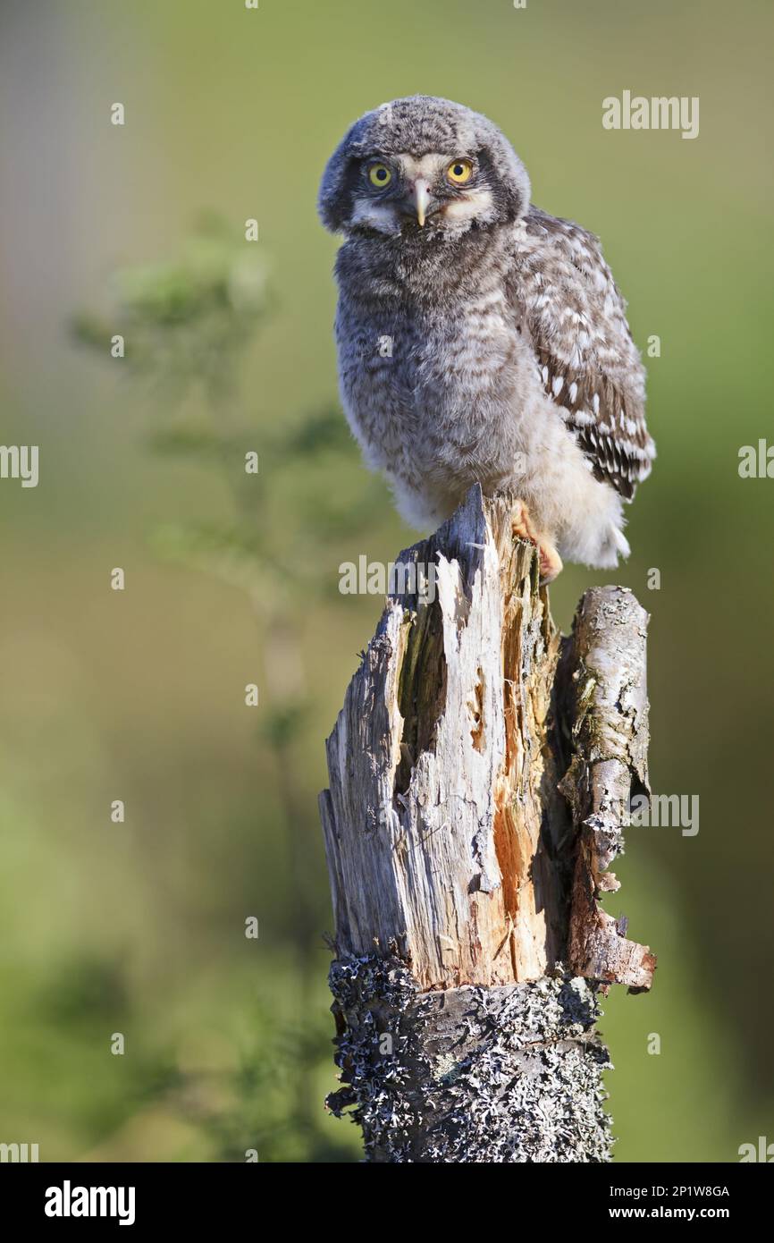 Hawk owl finland summer hi-res stock photography and images - Alamy