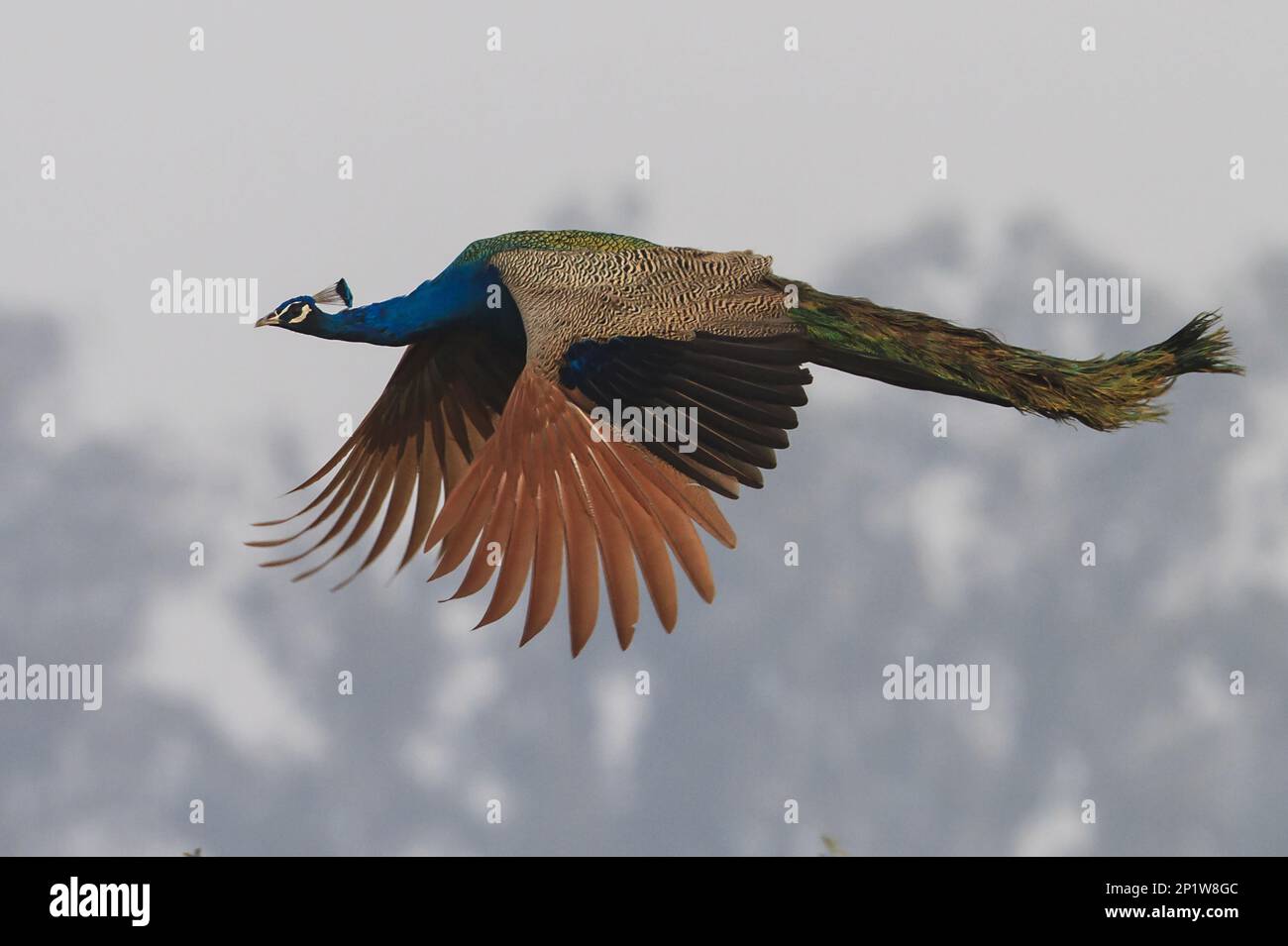 Indian indian peafowl (Pavo cristatus), adult male, in flight, Keoladeo ...