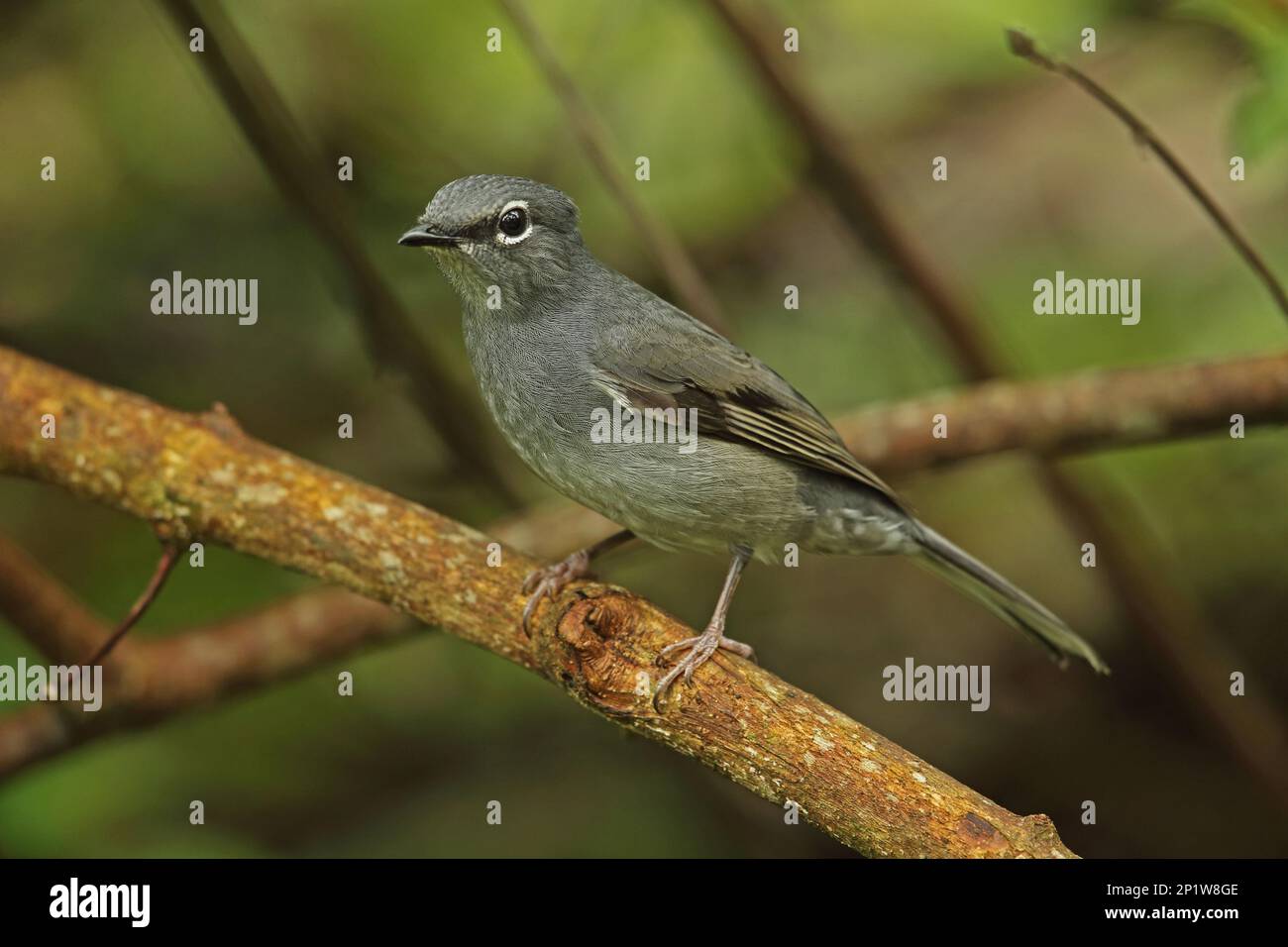 Slate-coloured solitary (Myadestes unicolor), adult, sitting on a ...