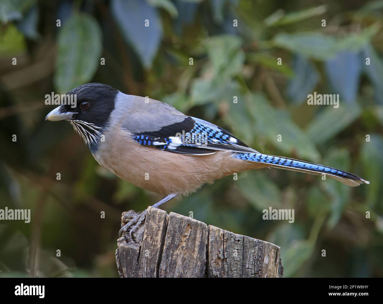Black-headed jay (Garrulus lanceolatus), corvids, songbirds, animals ...