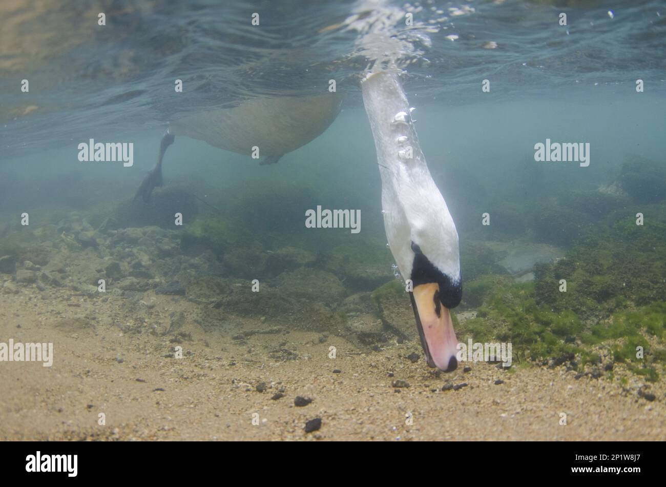 Derwent water swan england hi-res stock photography and images - Alamy