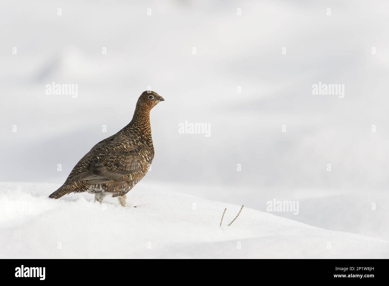 Scottish Grouse, red grouses (Lagopus lagopus scoticus) Ptarmigan ...