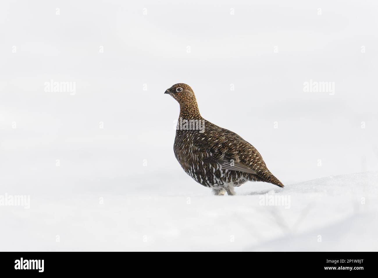 Scottish Grouse, red grouses (Lagopus lagopus scoticus) Ptarmigan ...