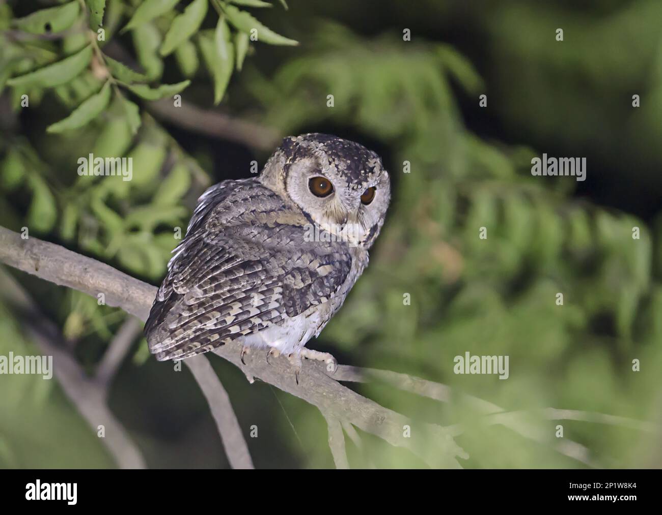 Indian indian scops-owl (Otus bakkamoena bakkamoena), adult, sitting on ...