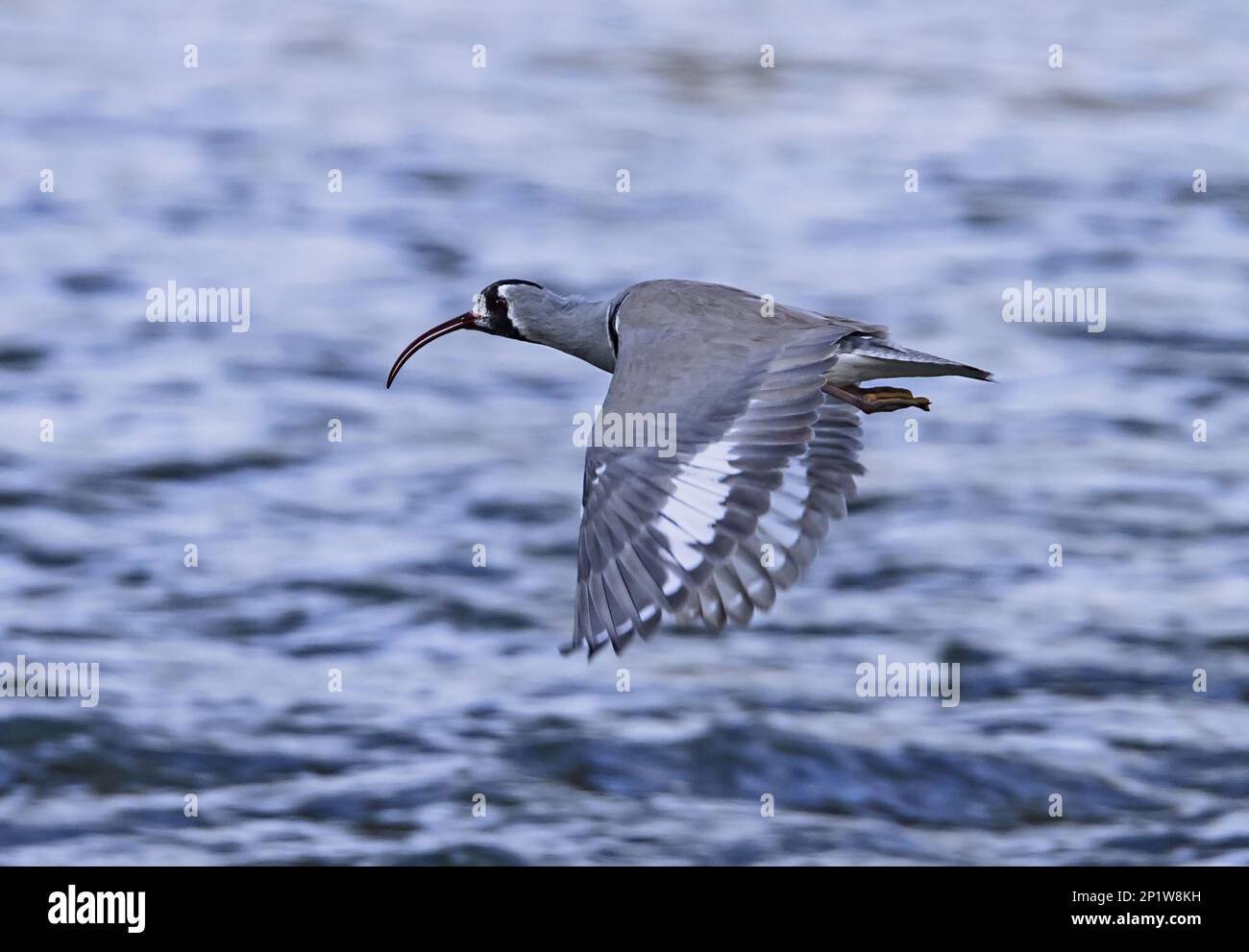 Ibisbill (Ibidorhyncha struthersii), Ibisbill, Ibisbills, Animals ...