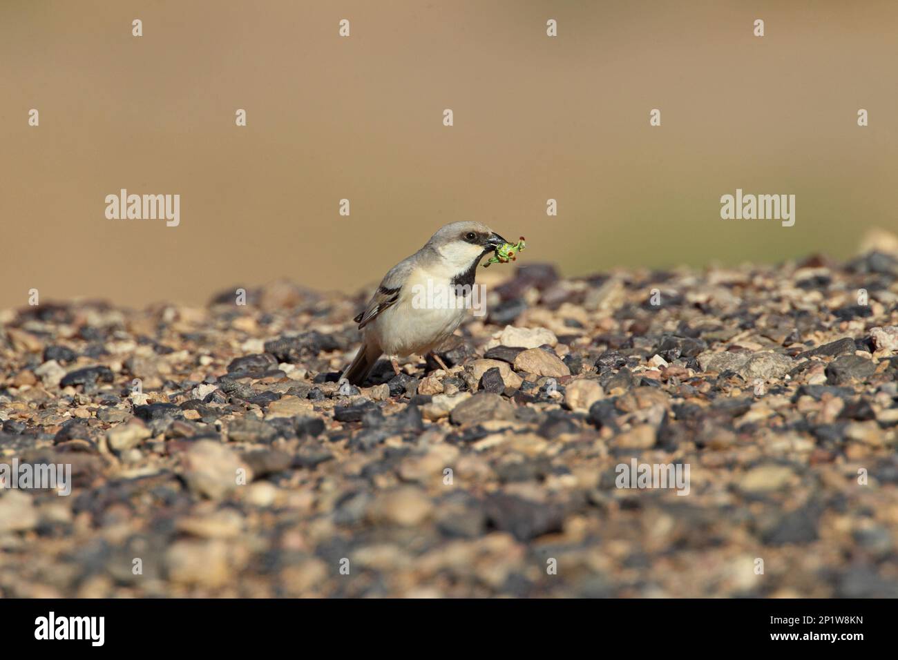 Desert Sparrow (Passer simplex) adult male, with insect prey in beak ...