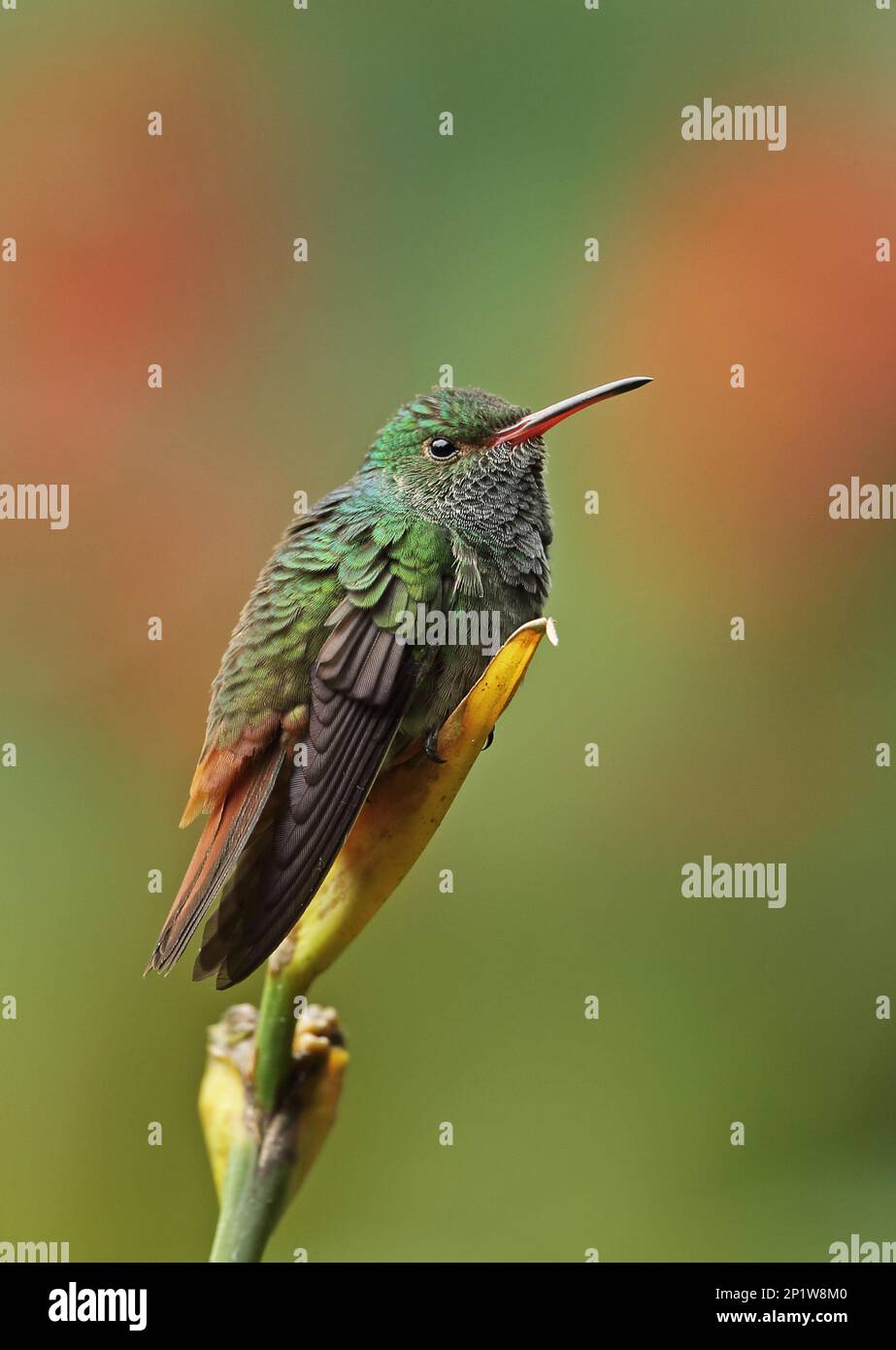 Heliconia hummingbird hi-res stock photography and images - Alamy