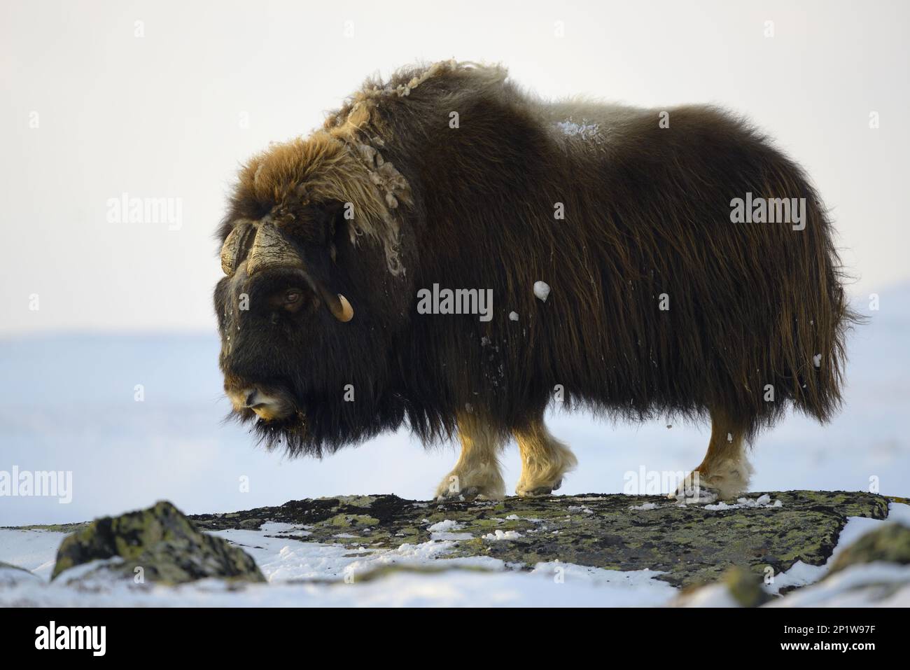 Musk oxes (Ovibos moschatus), ungulates, mammals, animals, Muskox adult ...