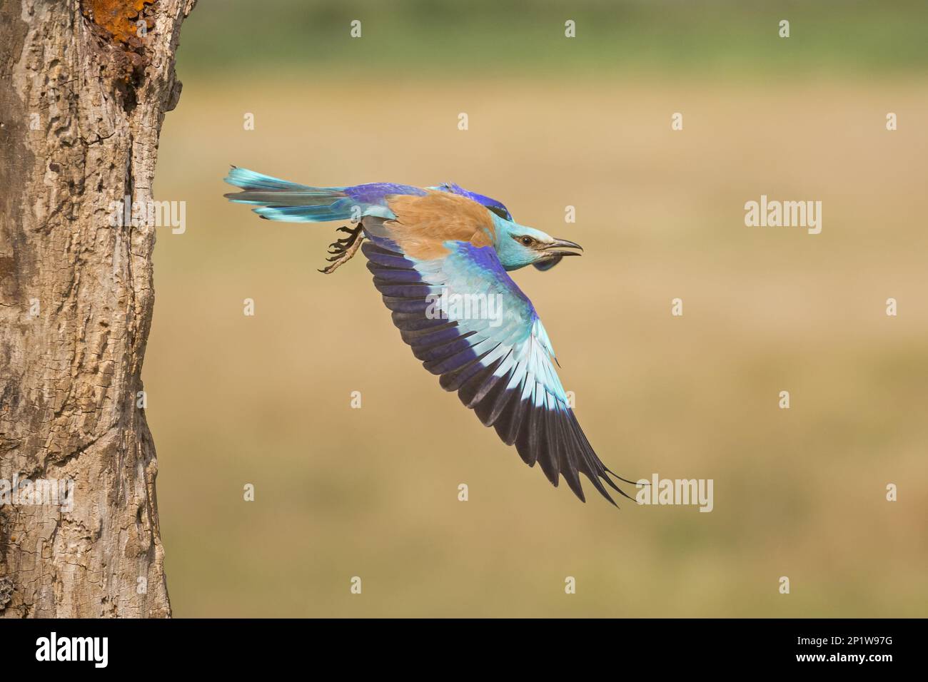 European Roller (Coracias garrulus), bird in flight from nest hole in ...