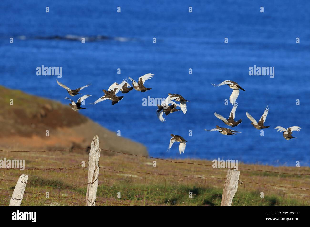 Ptarmigan flying iceland hi-res stock photography and images - Alamy