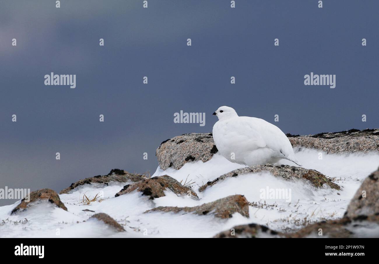 Rock Ptarmigan, Rock Ptarmigan (Lagopus mutus) Ad Stock Photo - Alamy