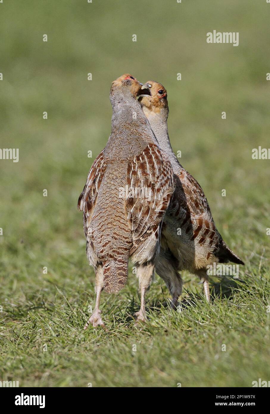 Partridge, gray partridges (Perdix perdix), Chicken birds, Animals ...