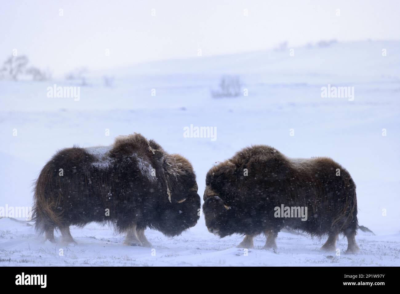 Musk oxes (Ovibos moschatus), ungulates, mammals, animals, Muskox two ...