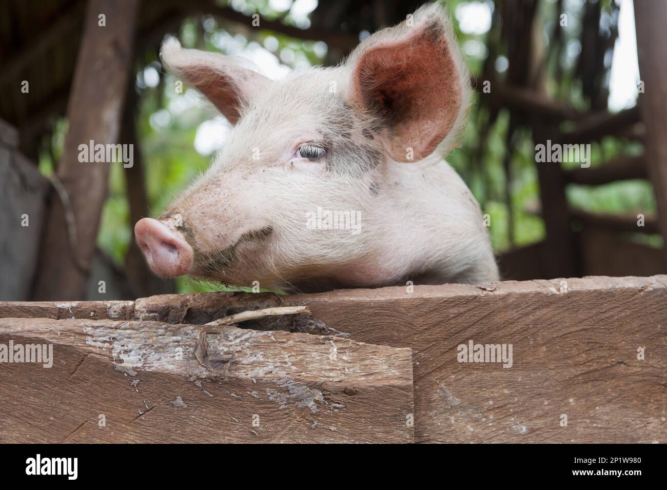 Pig looking over fence hi-res stock photography and images - Alamy