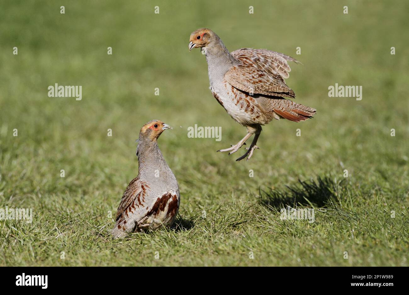 Partridge, gray partridges (Perdix perdix), Chicken birds, Animals ...