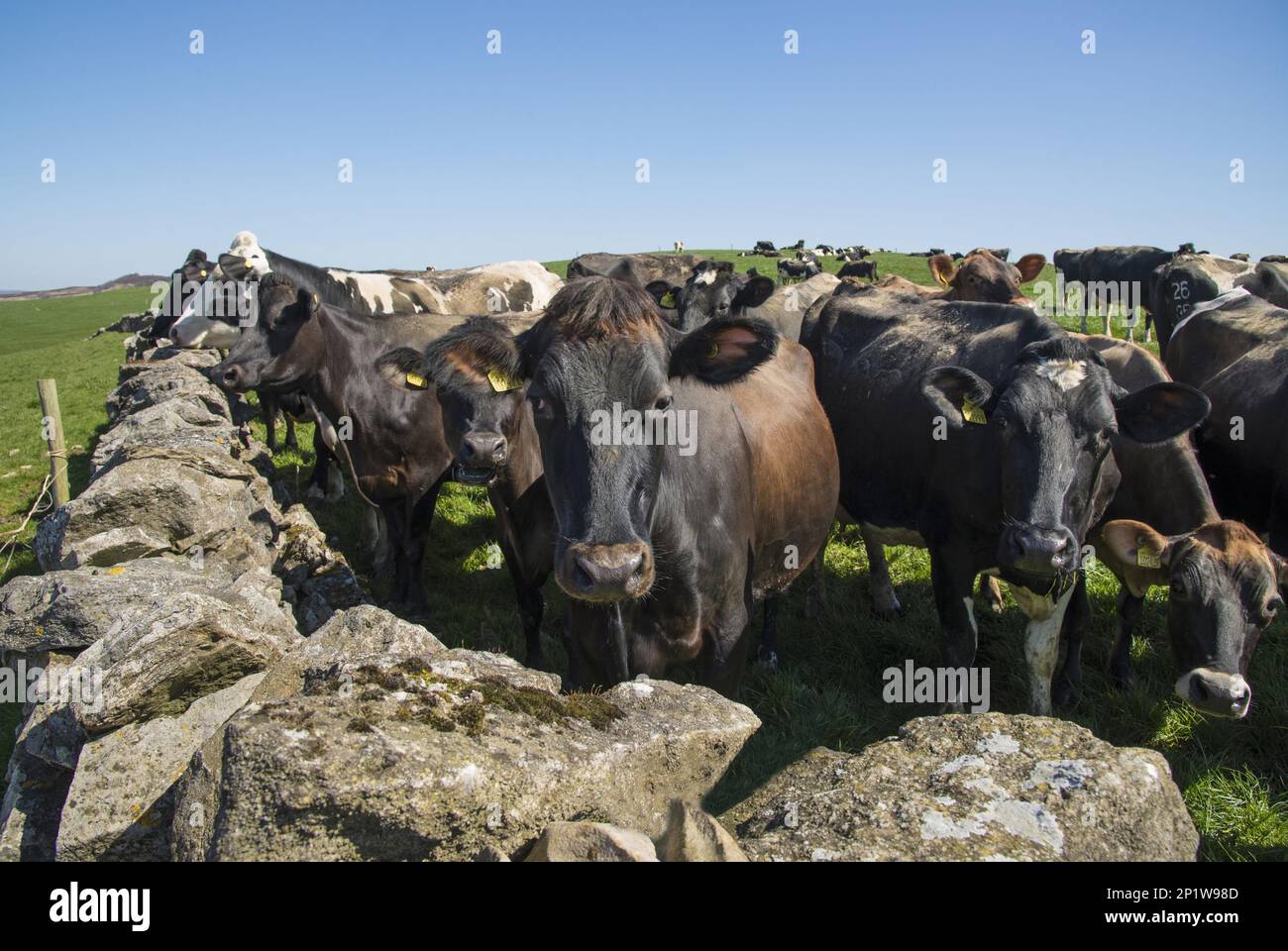 Domestic cattle, dairy cows, herd looking over dry stone wall ...