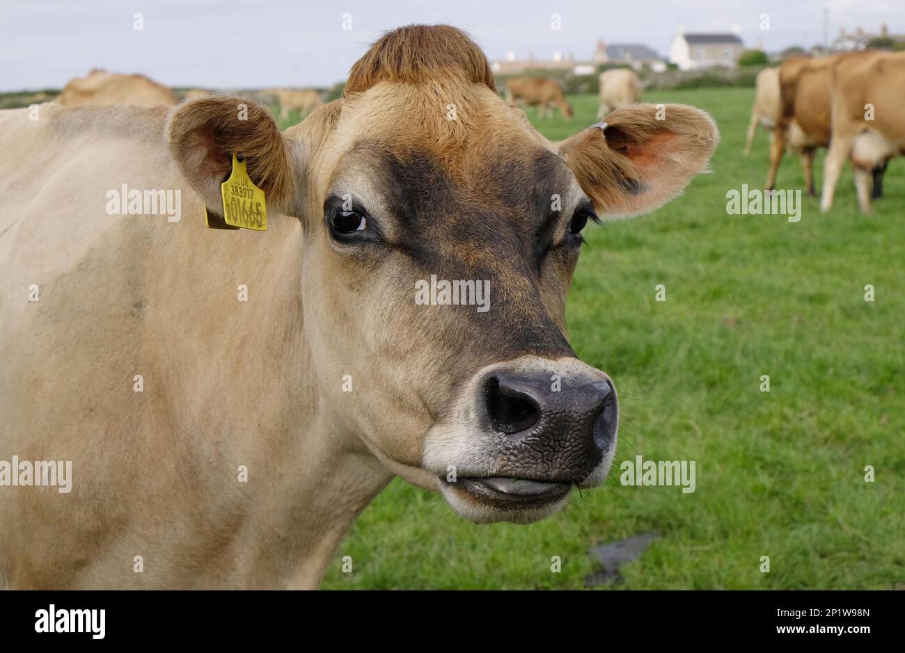 Channel island cattle hi-res stock photography and images - Alamy