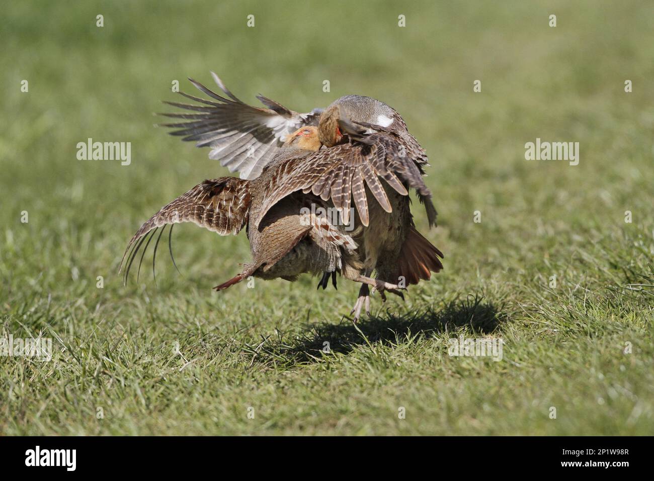 Partridge, gray partridges (Perdix perdix), Chicken birds, Animals ...