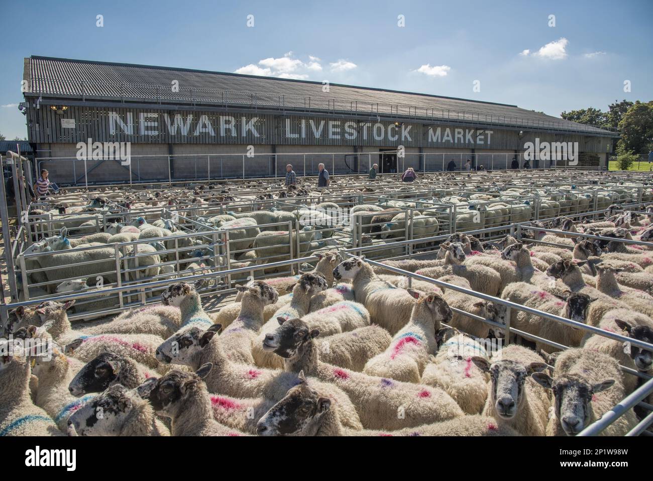 Domestic sheep, domestic animals, ungulates, farm animals (cloven ...