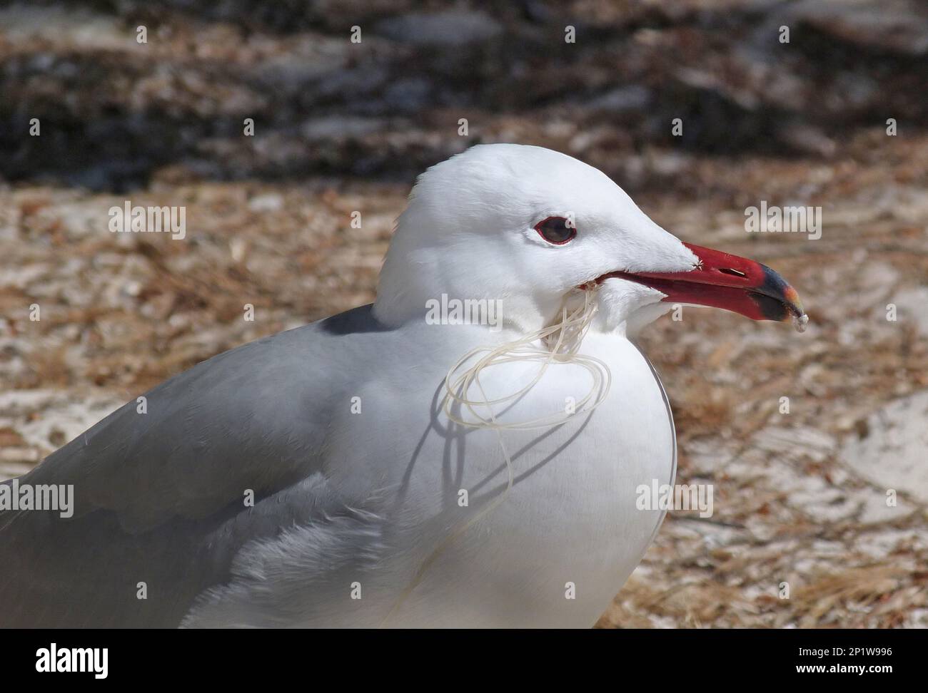 Audouin's Gull (Ichthyaetus audouinii) Close up of adult in Summer ...