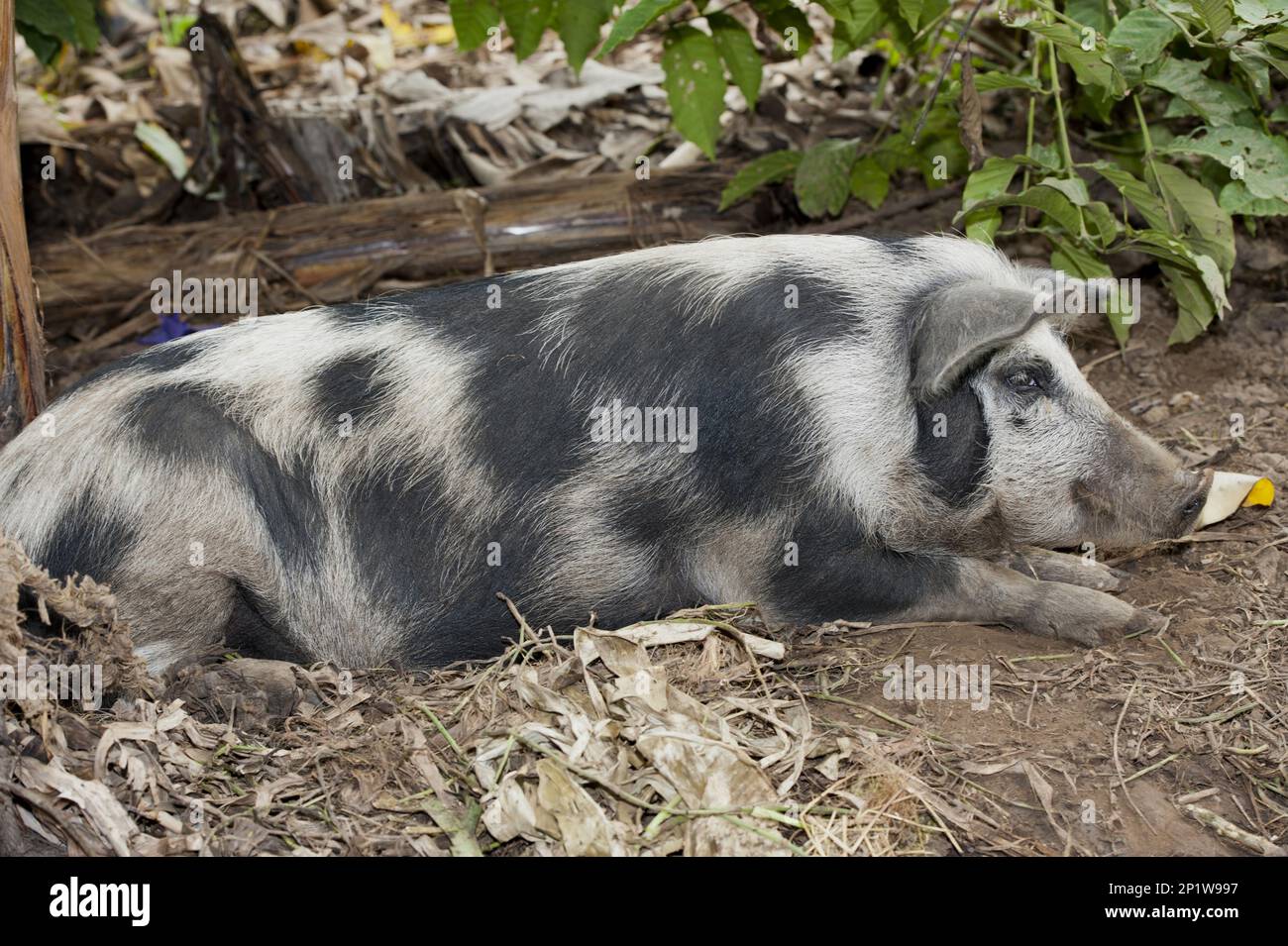 Domestic pig, young, resting in stable on farm, Uganda Stock Photo - Alamy