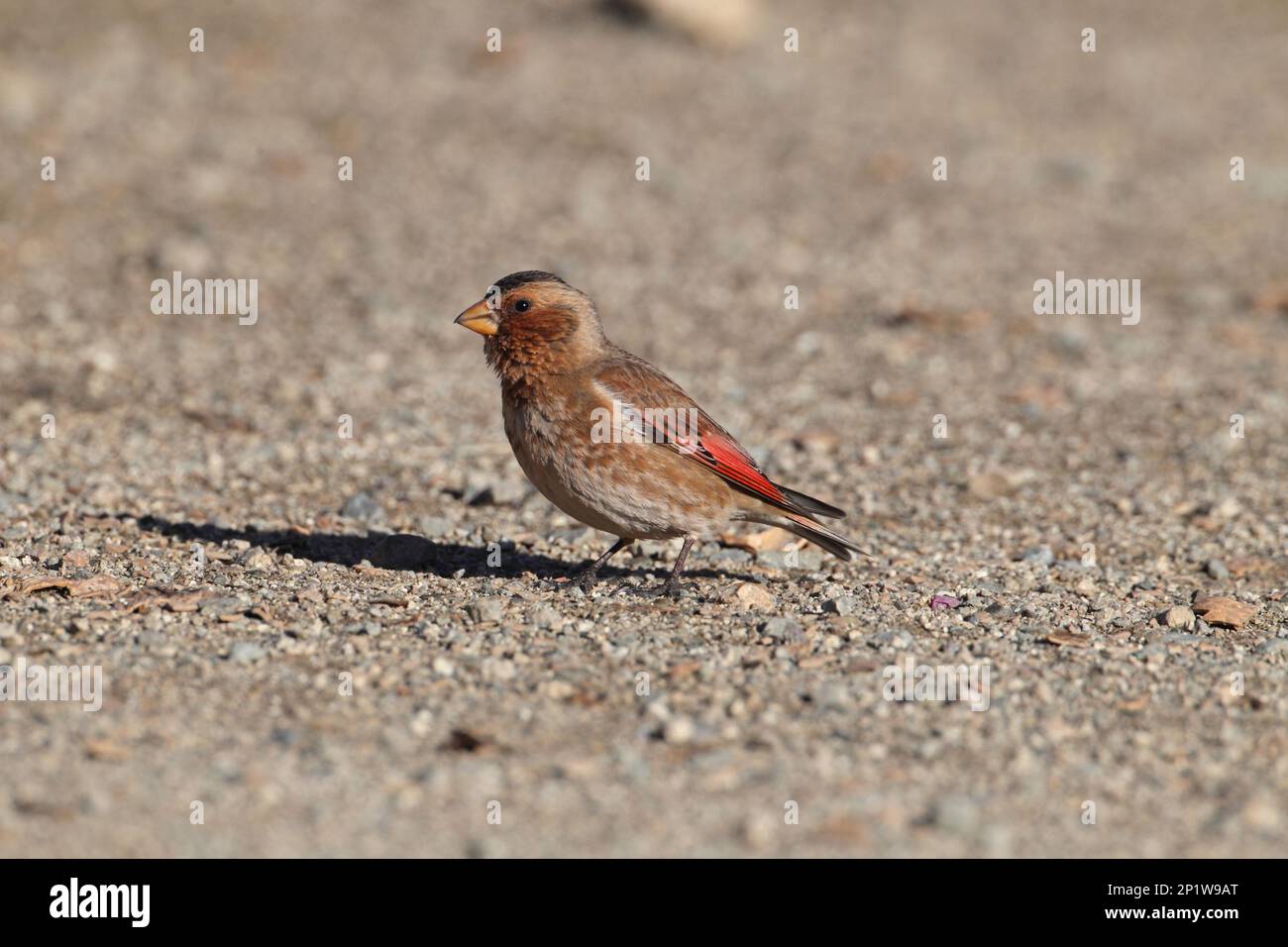 African Crimson-winged Finch (Rhodopechys alienus) adult male, standing ...